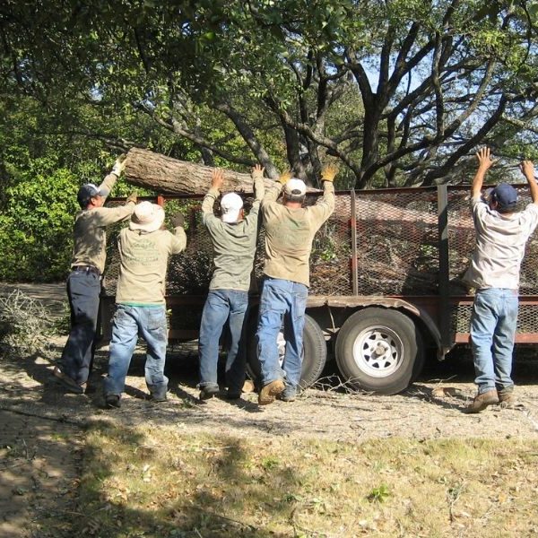 Our Services | Sid Mourning Tree Service