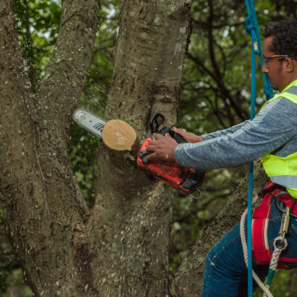 Our Services | Sid Mourning Tree Service