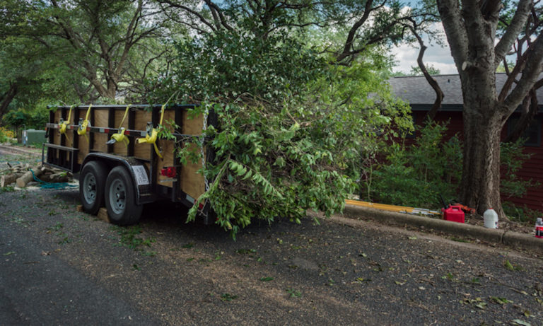 Professional Tree Services Austin, TX | Tree Care Austin TX