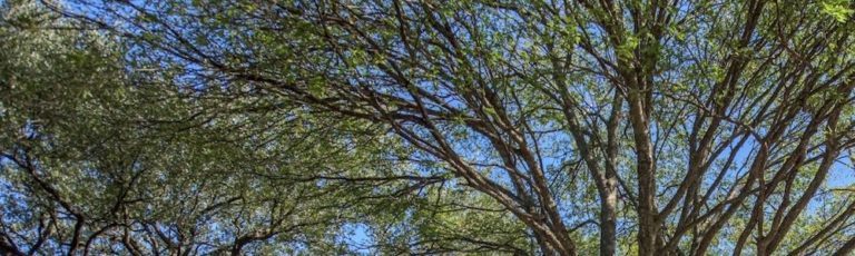 Tree Service Specials Sid Mourning Tree Service