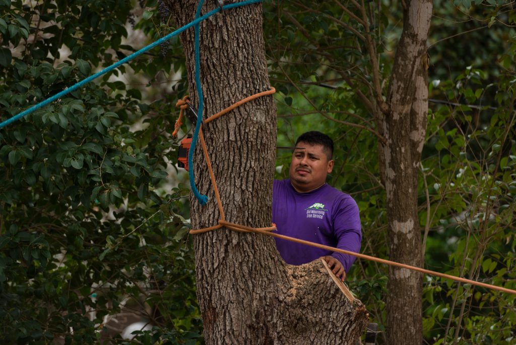 Tree Service Specials Sid Mourning Tree Service