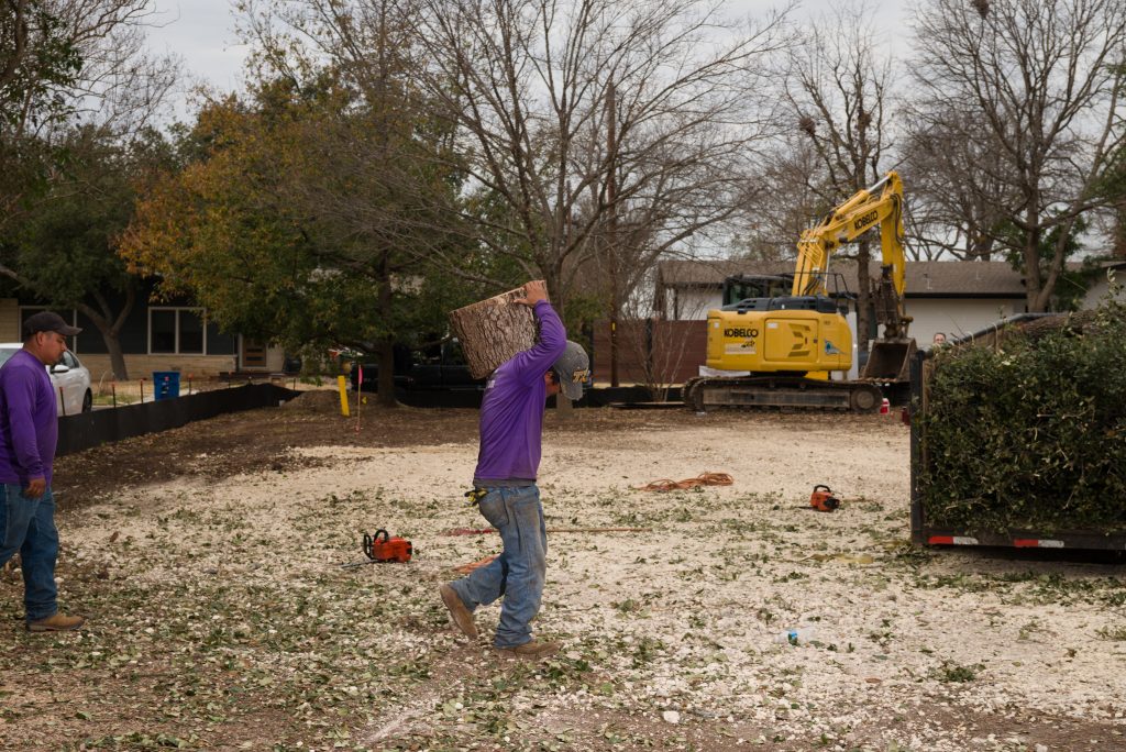 How To Take Care of Trees | Tree Health Care