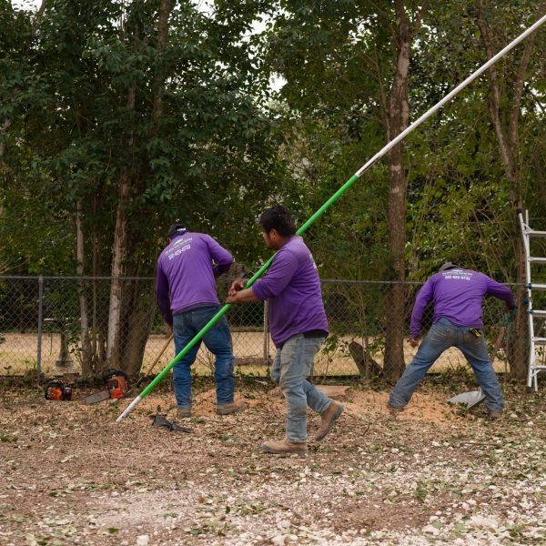 Our Services Sid Mourning Tree Service